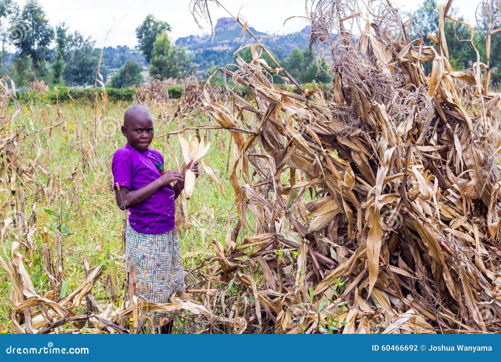 Laborer harvesting maize editorial photography. Image of grain - 60466692