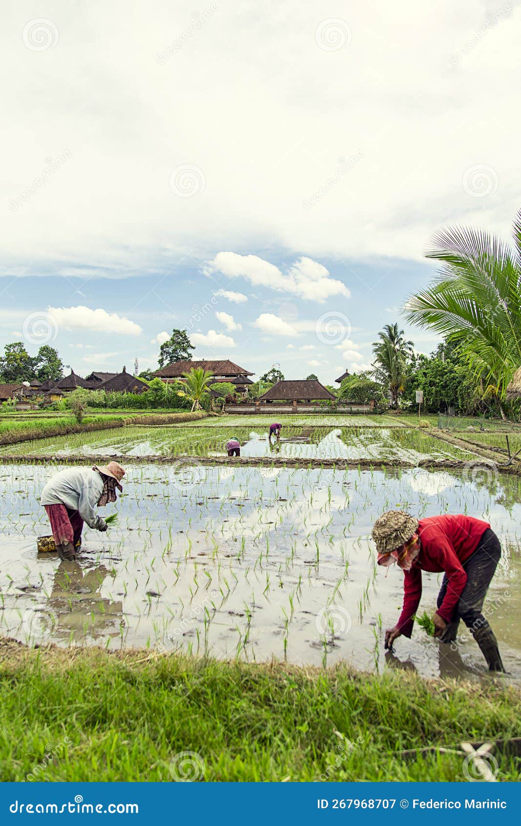 Laborers in the Rice Fields, Working in the Sunshine in the Open Field ...