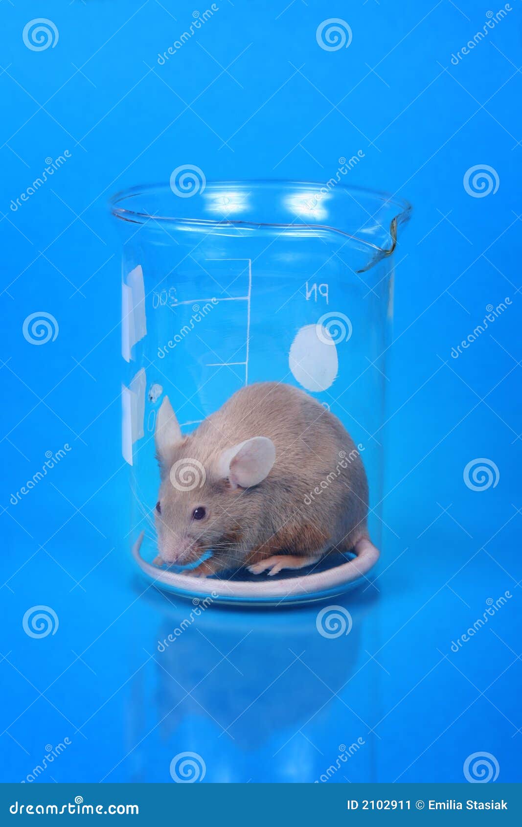 Labormaus stockbild. Bild von prüfung, forschung, tier - 2102911
