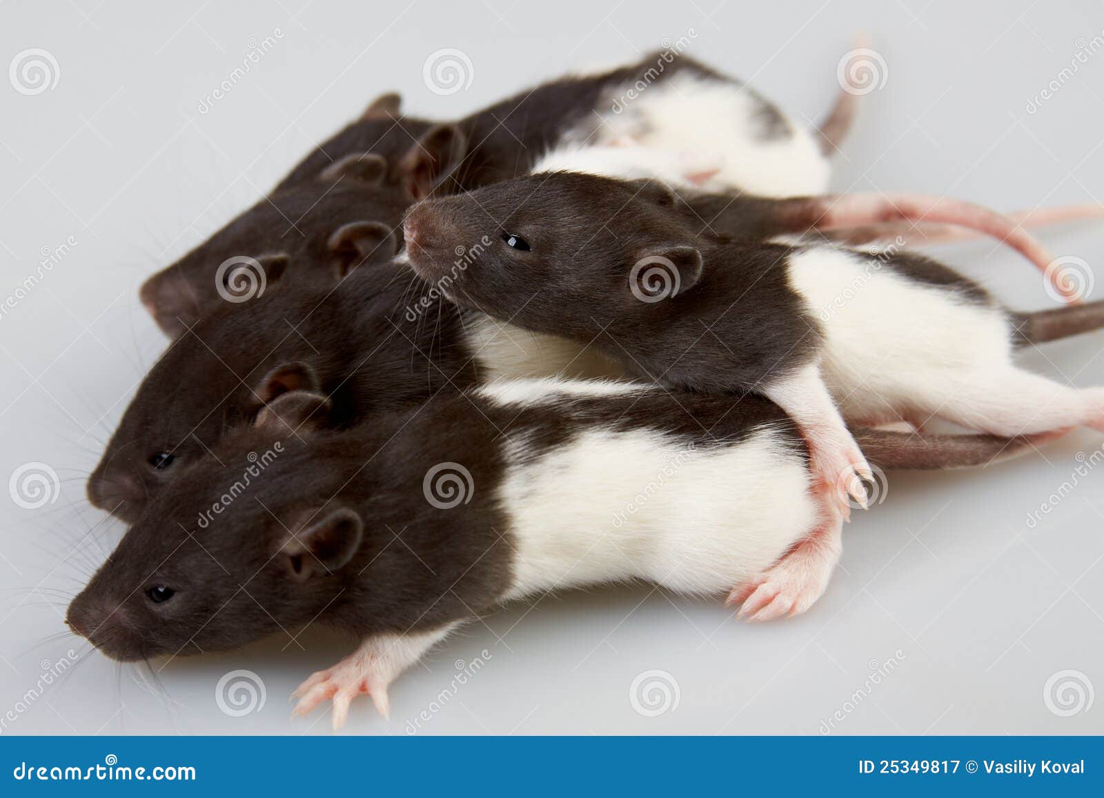 Laborratte stockbild. Bild von arzt, ratte, tier, labor - 25349817