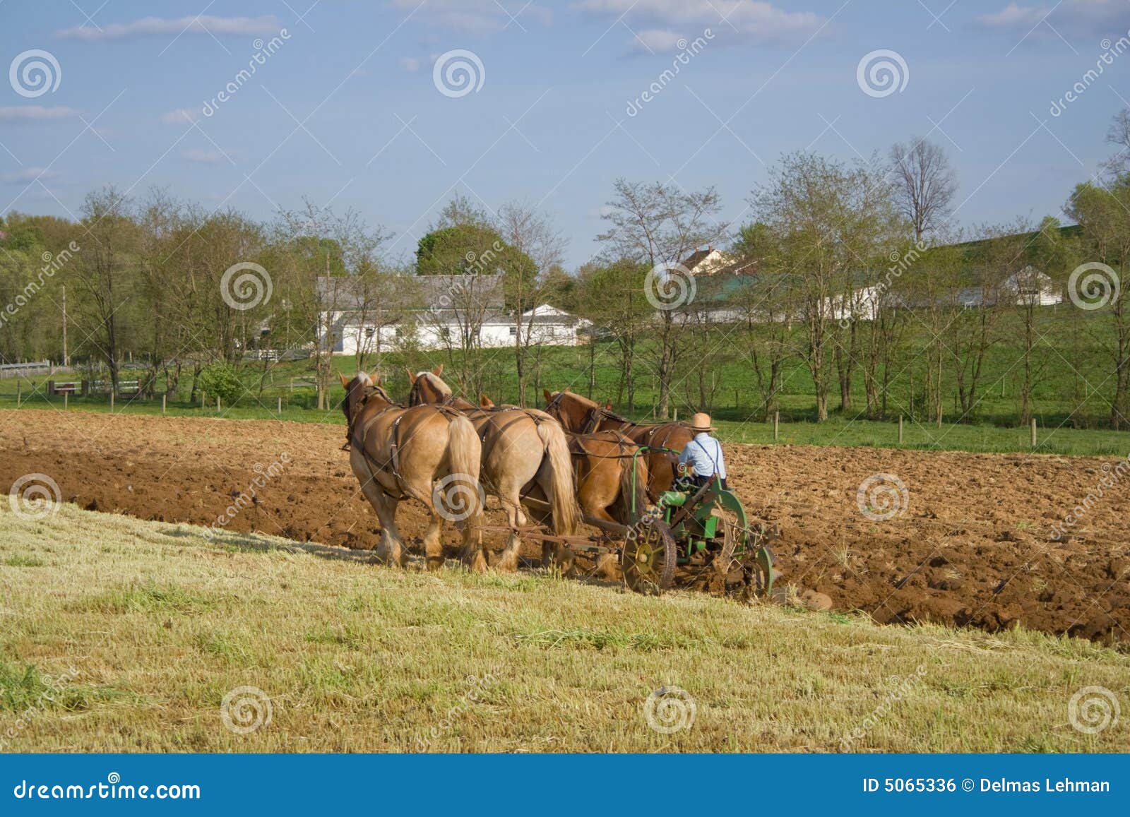 Labourage avec des chevaux photo stock. Image du nature - 5065336