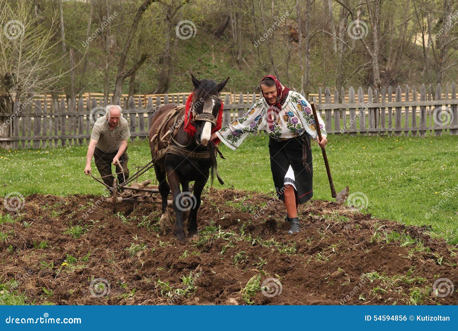Labourage de cheval photo éditorial. Image du animal - 54594856