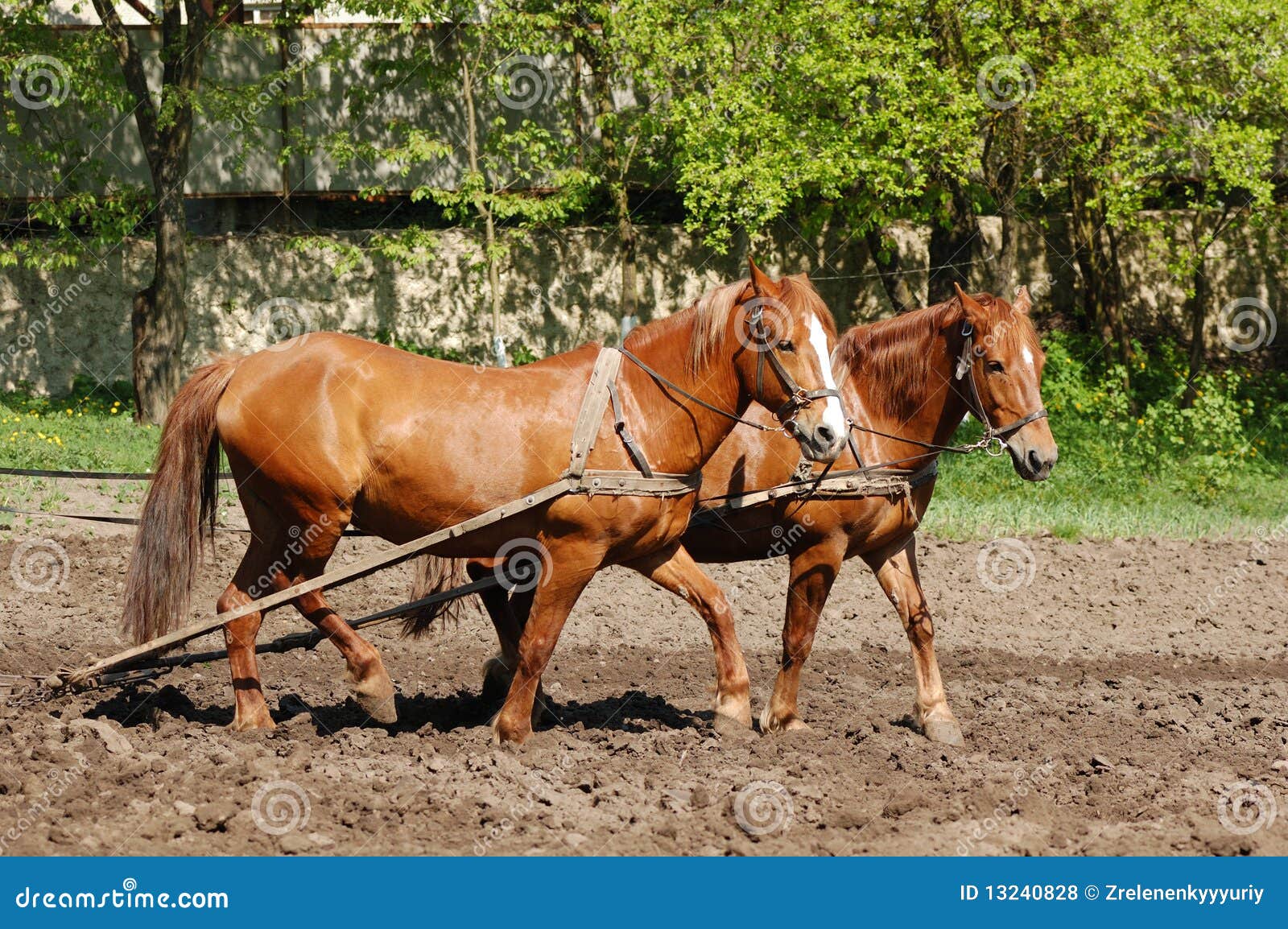 Labourage De La Zone Avec Des Chevaux Photo stock - Image du zone ...