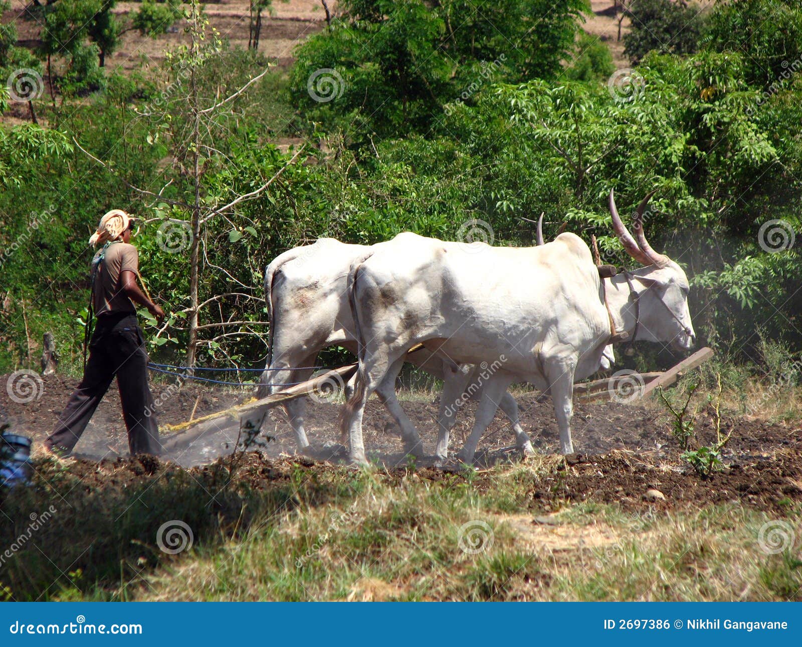 Labourage traditionnel photo stock. Image du taureaux - 2697386