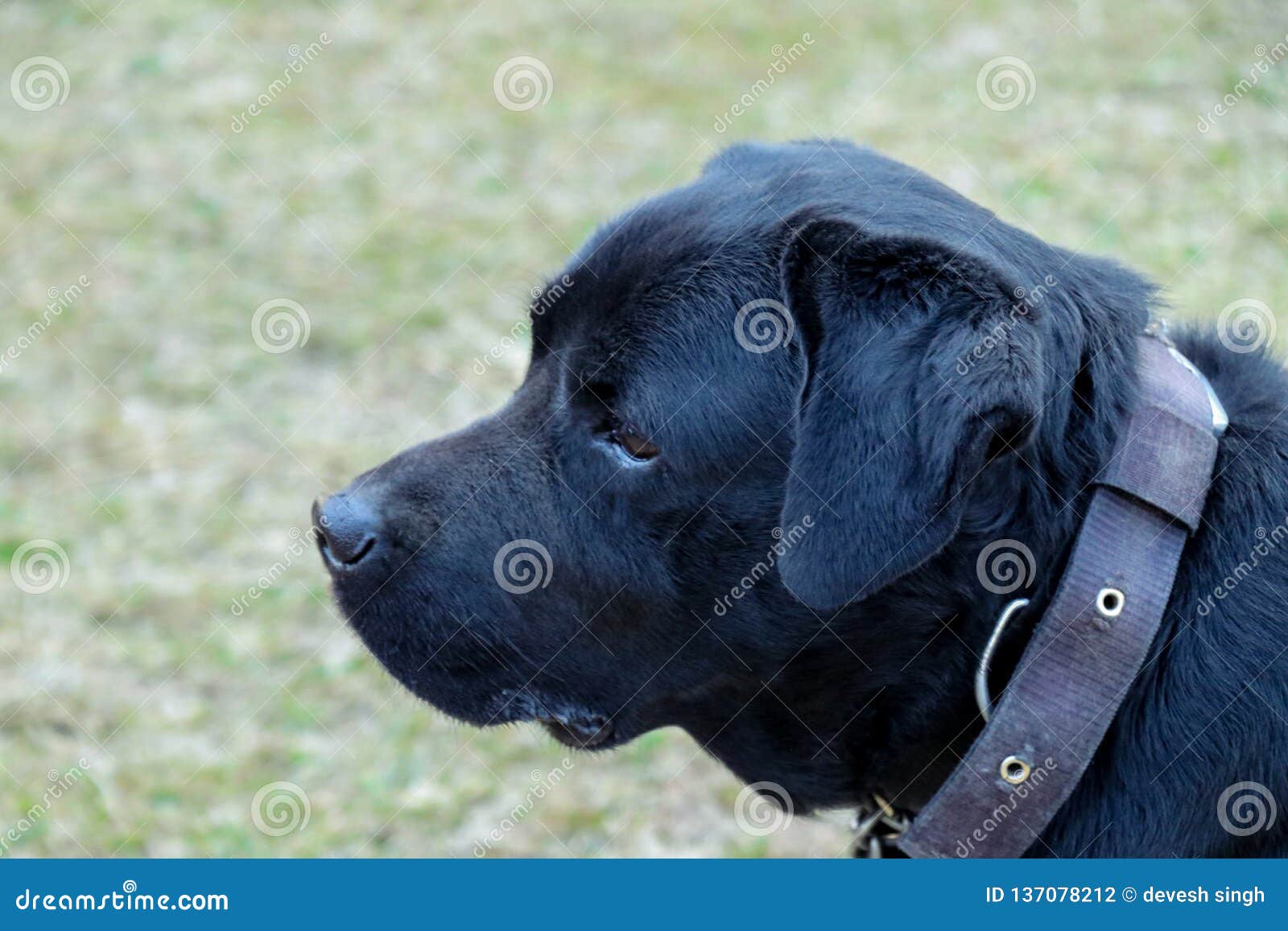 Labra black dog face head stock photo. Image of lawn - 137078212