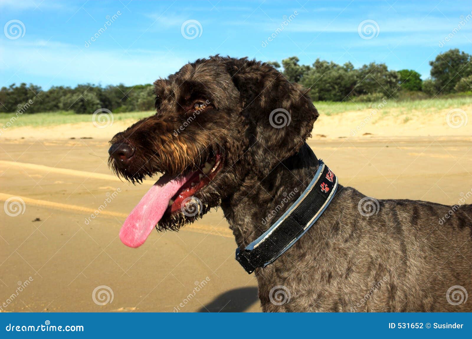 Labradoodle stock photo. Image of beach, smiling, outdoors - 531652