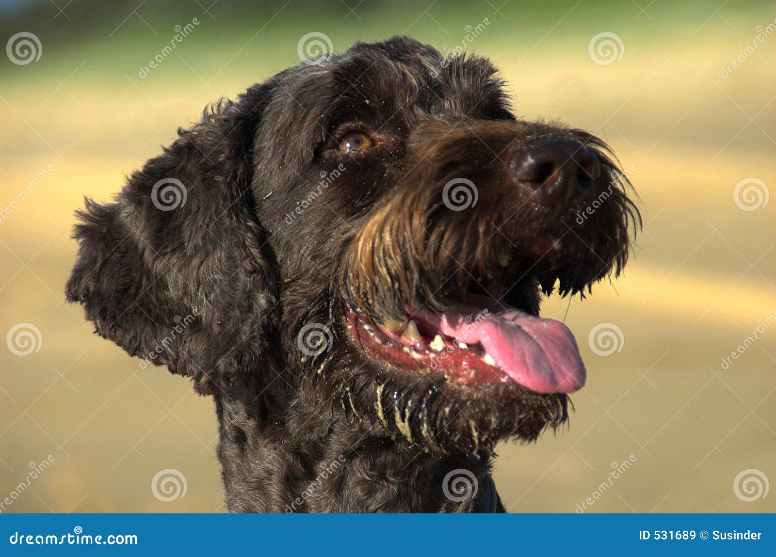 Labradoodle stock image. Image of happy, smiling, canine - 531689