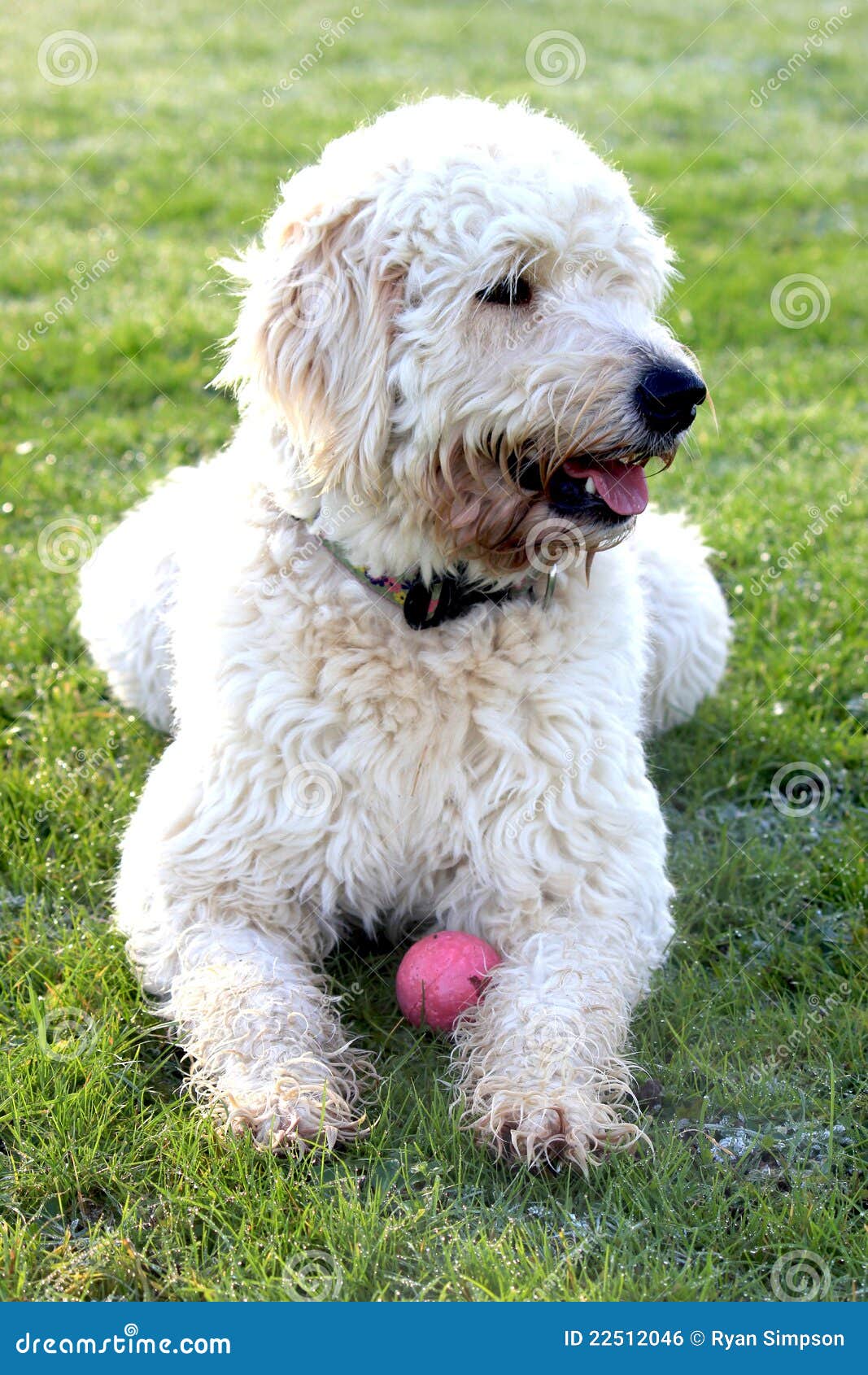 Labradoodle dog stock photo. Image of cute, single, bright - 22512046