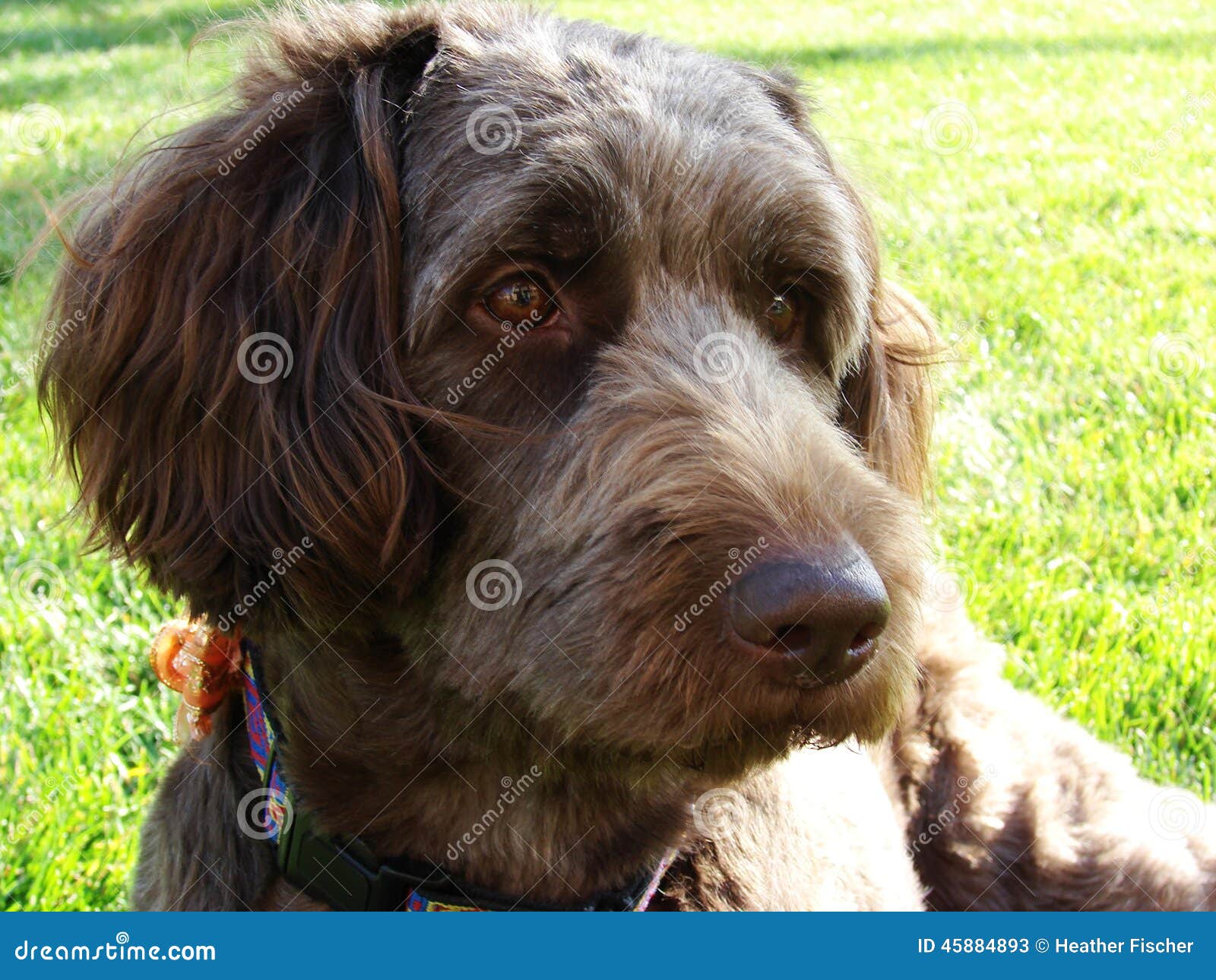 Labradoodle Dog stock image. Image of beautiful, grass - 45884893