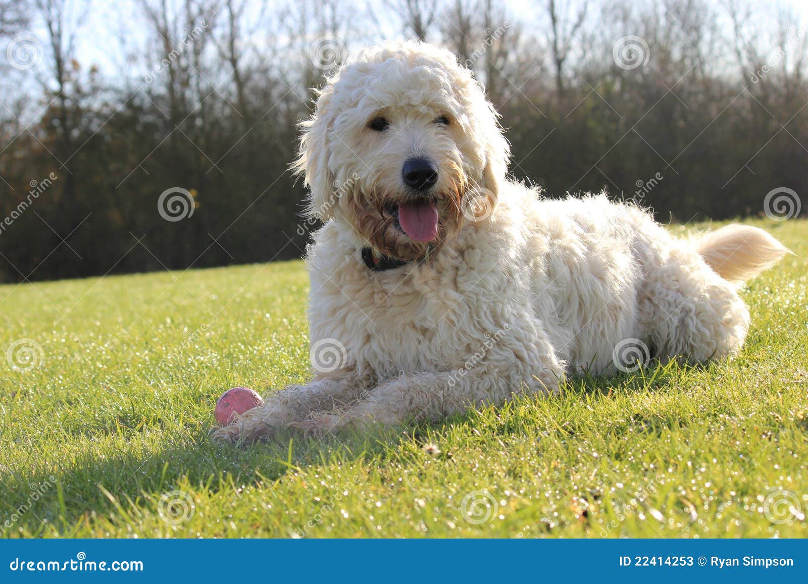 Labradoodle Dog Laying in a Field Stock Image - Image of obedience ...