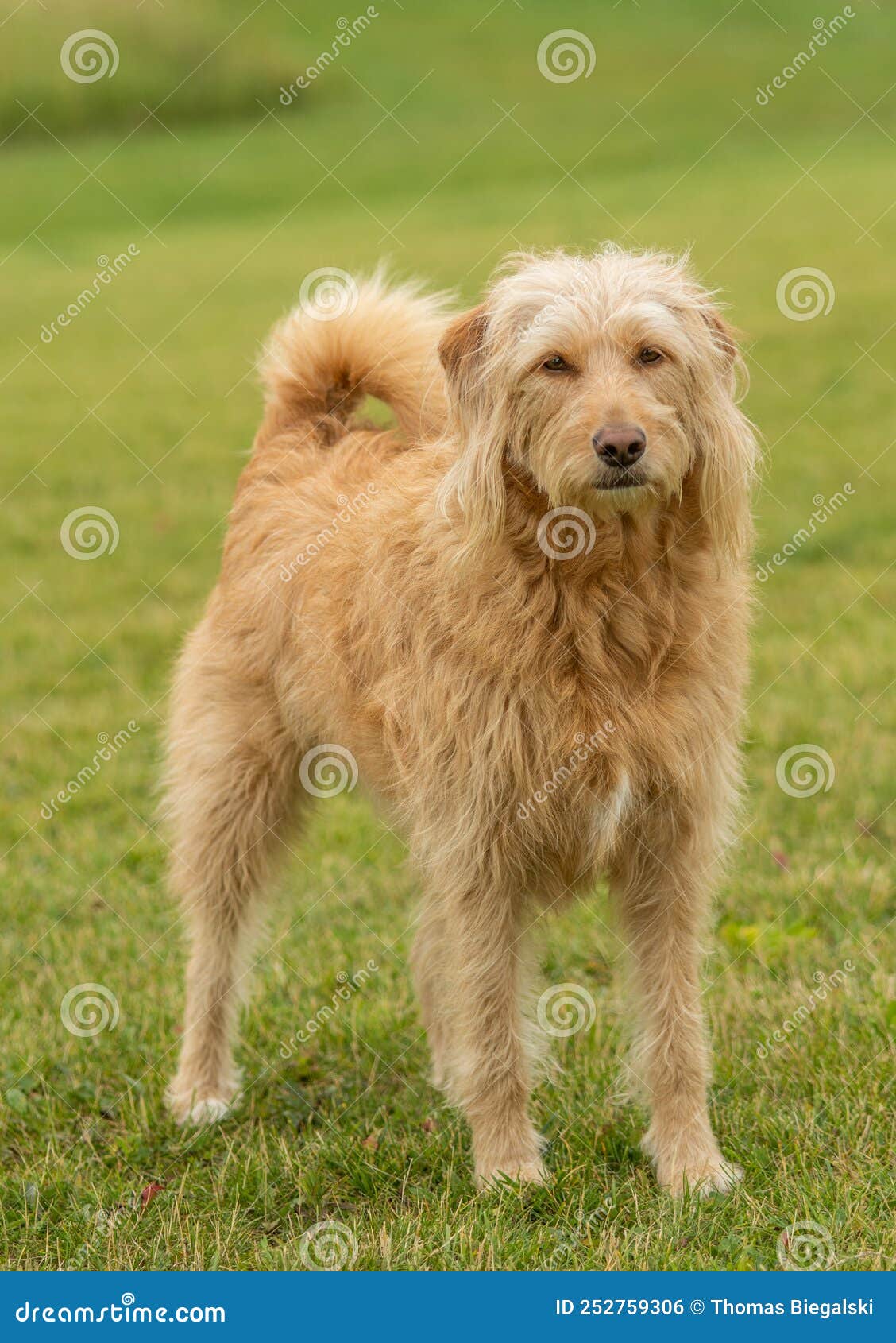 Labradoodle Dog Standing Alert in Grass Field Stock Photo - Image of ...