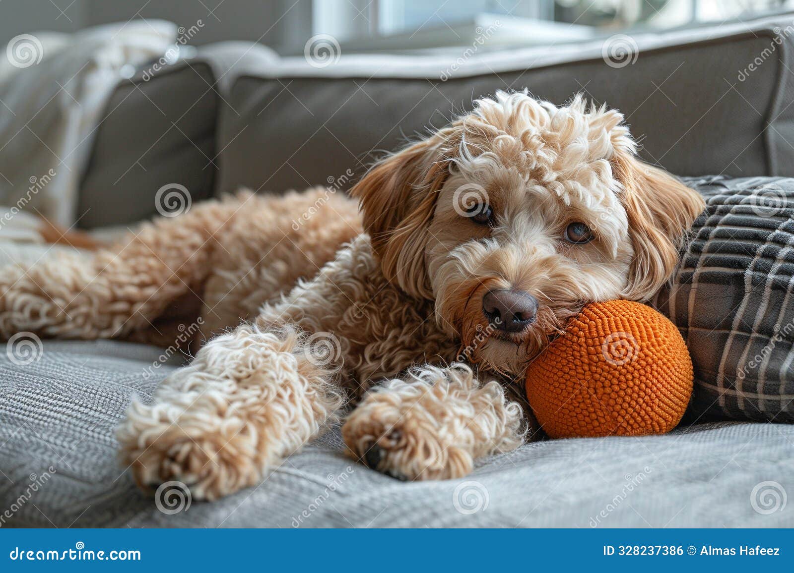 Labradoodle Joyfully Playing with a Ball in the Park Stock Illustration ...