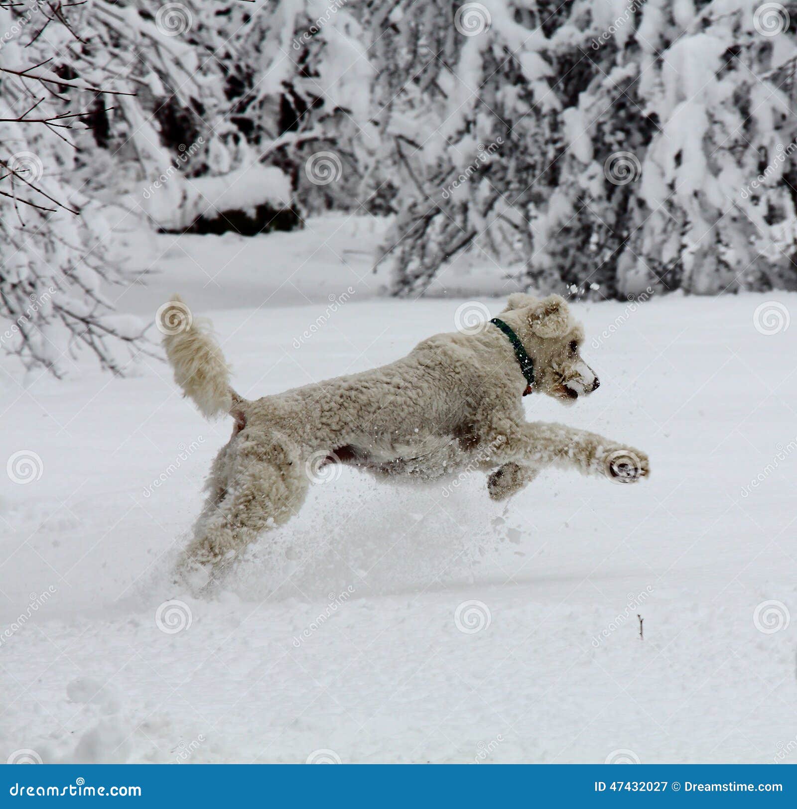 Labradoodle Jumping in Snow. Stock Image - Image of counrty, houses ...