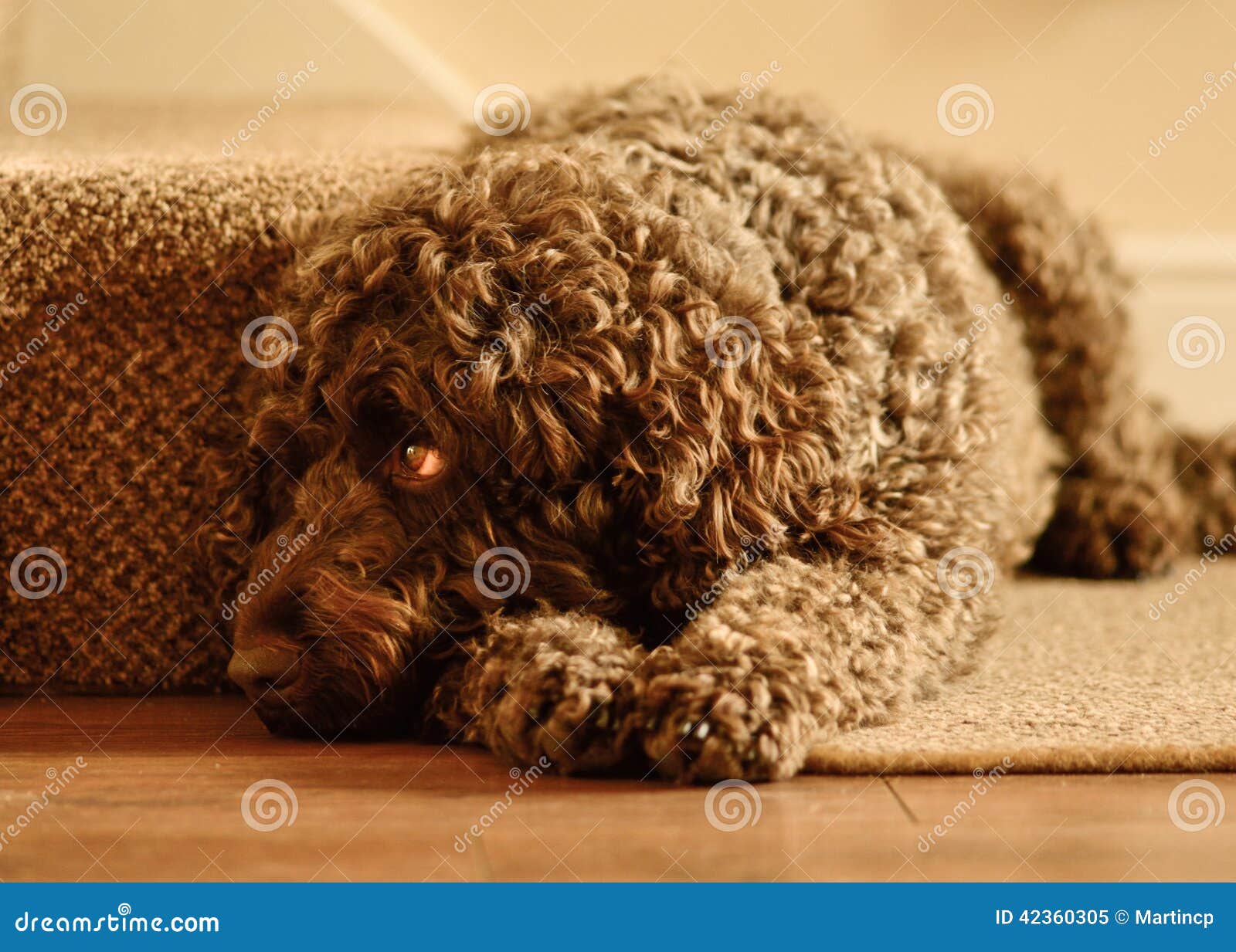 Labradoodle laying down stock image. Image of furry, color - 42360305