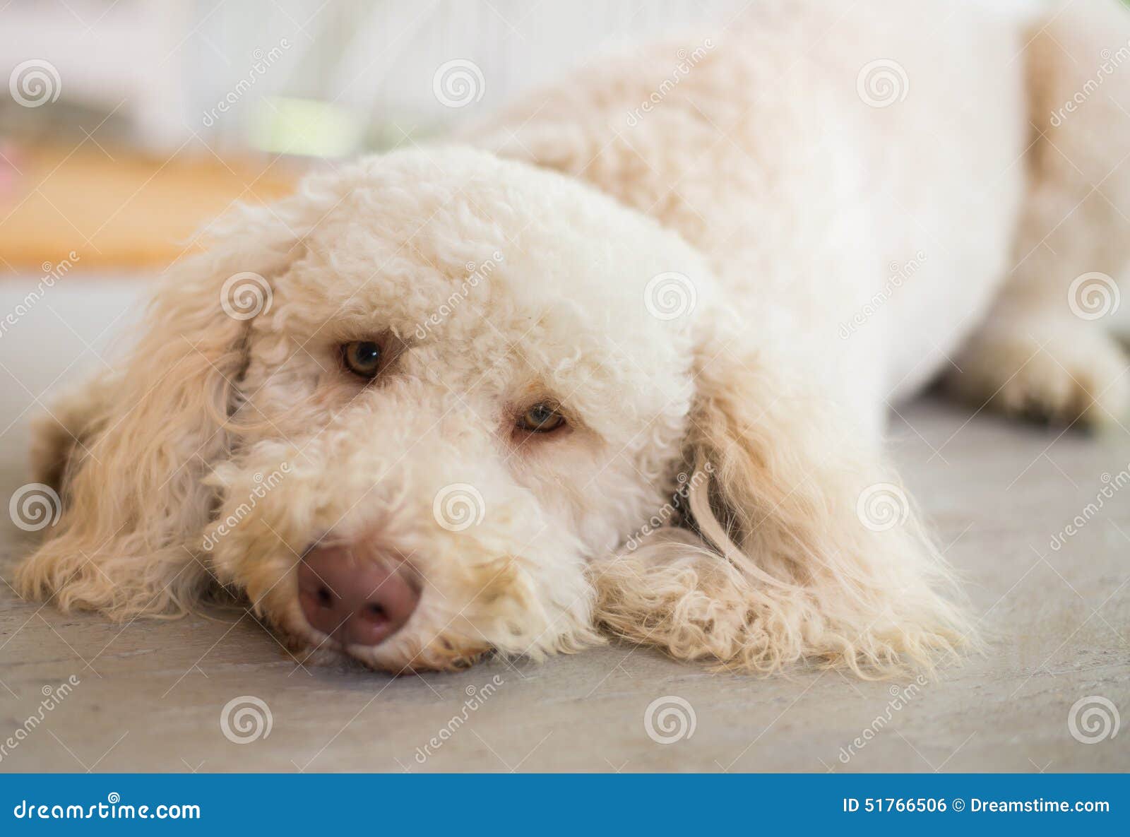 The Labradoodle stock photo. Image of poodle, golden - 51766506