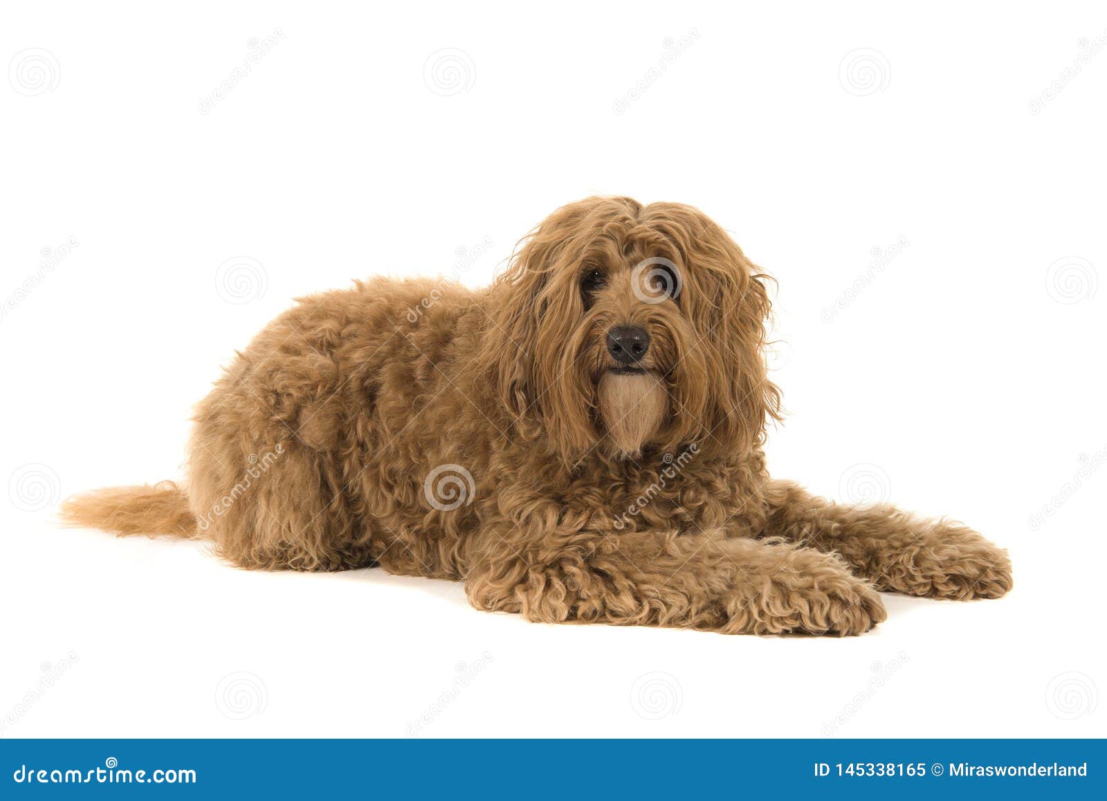 Labradoodle Lying Down and Looking at the Camera on a White Background ...