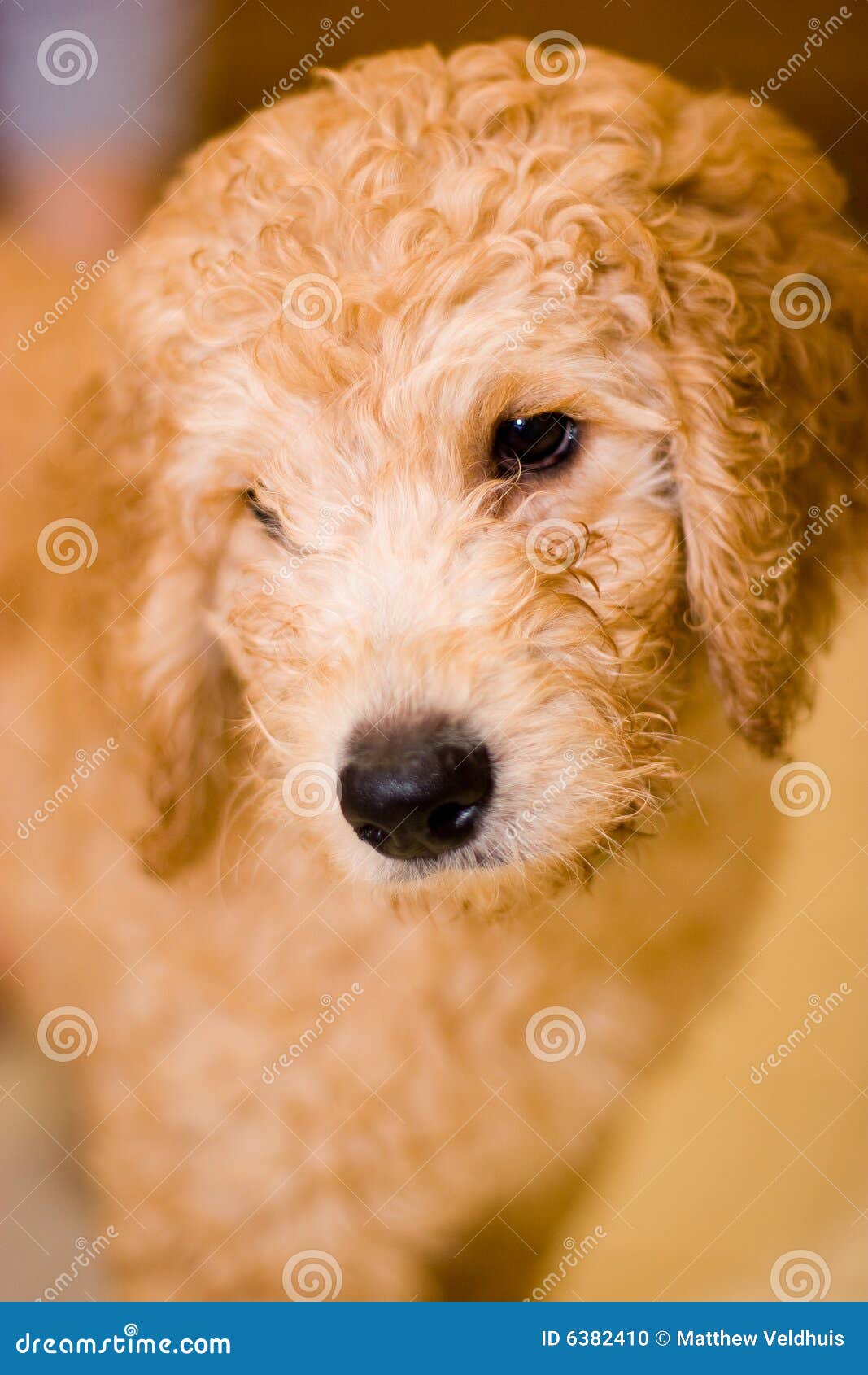 Labradoodle puppy stock photo. Image of happy, friend - 6382410