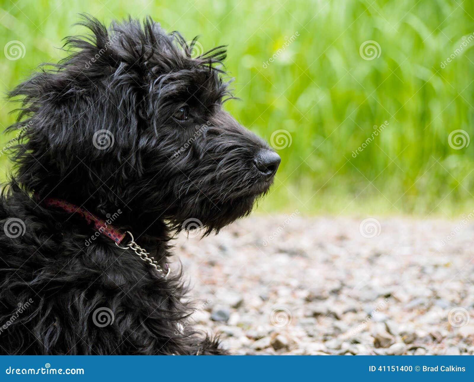 Labradoodle puppy stock photo. Image of sitting, canine - 41151400