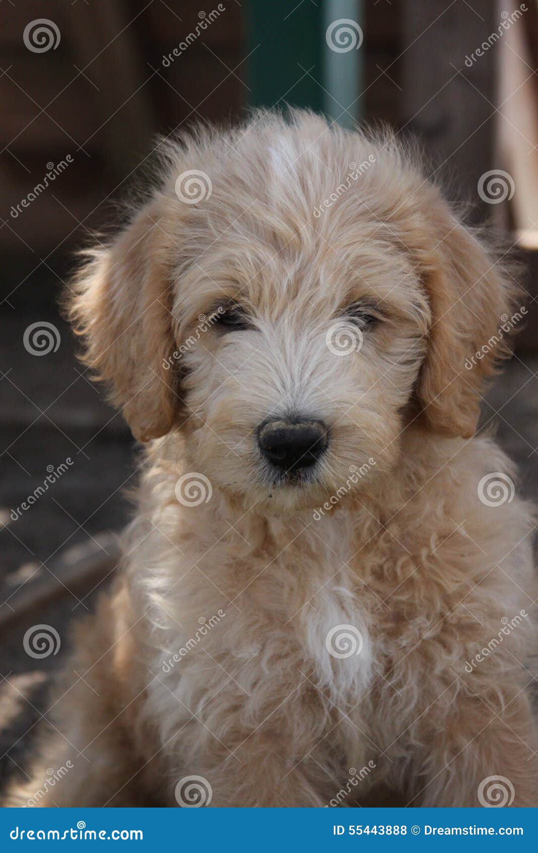 Labradoodle-Welpe stockfoto. Bild von nett, welpen, welpe - 55443888