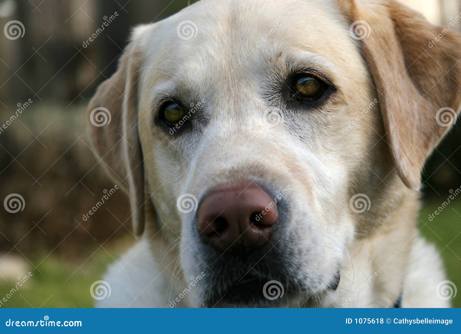Labrador stock photo. Image of head, companion, sweet - 1075618