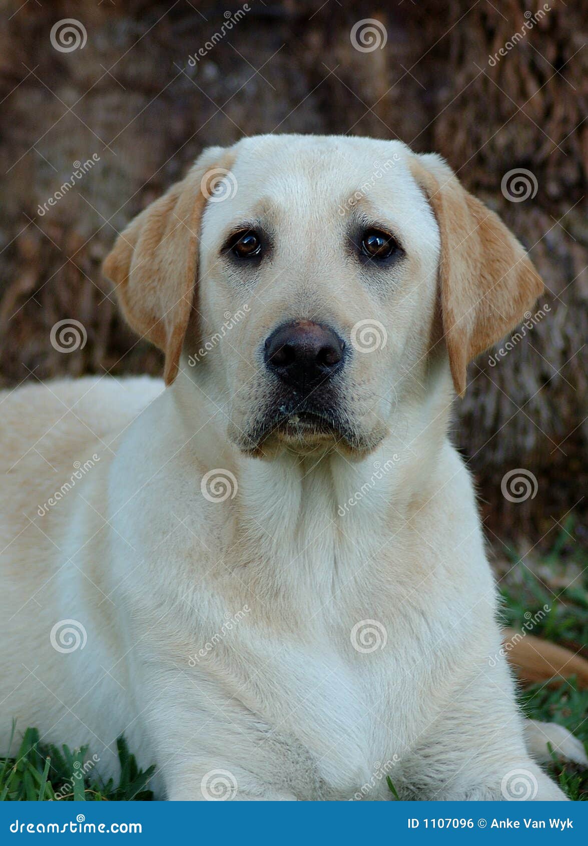 Labrador stock photo. Image of food, facial, animals, breed - 1107096