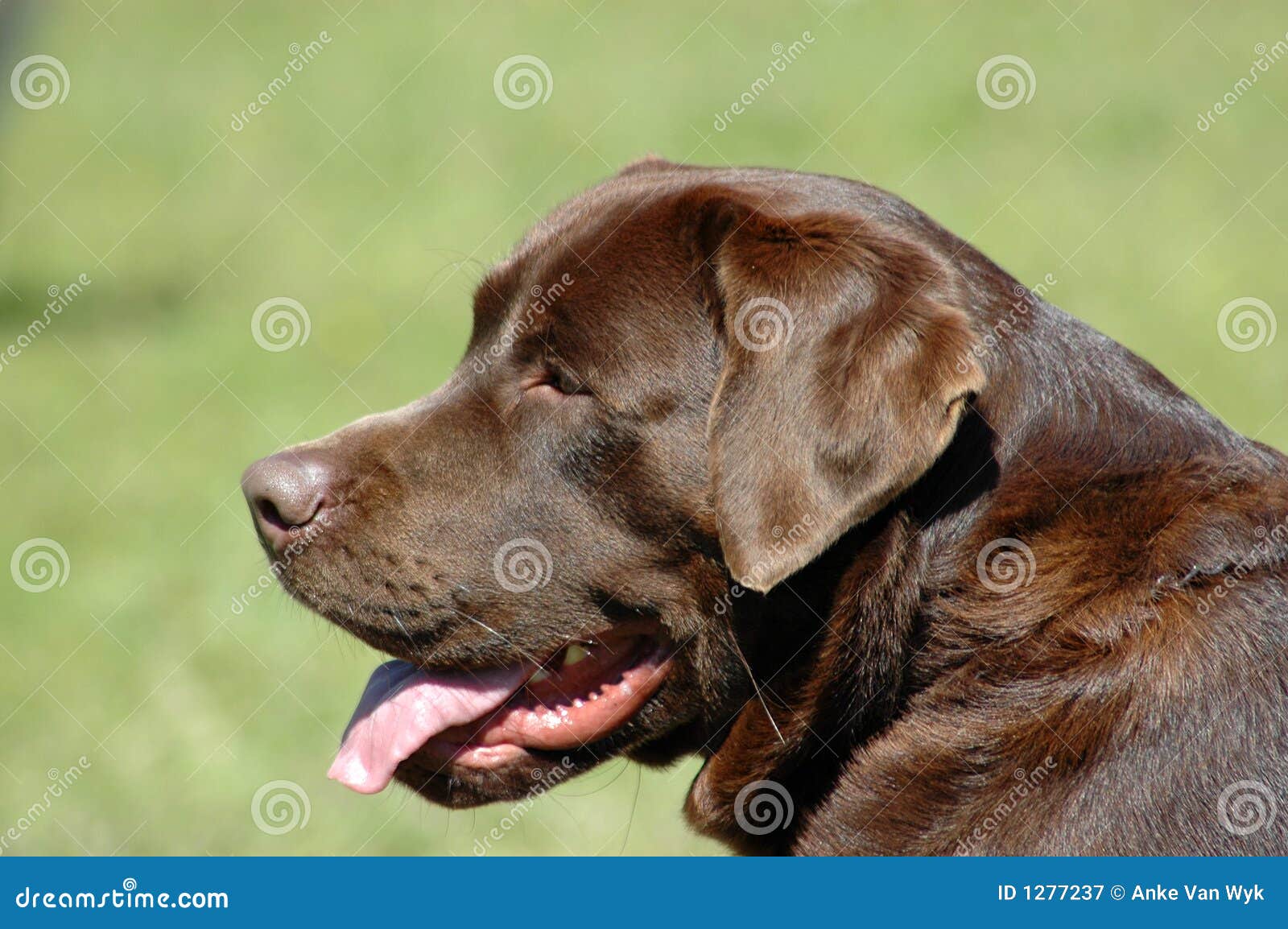 Labrador stock image. Image of look, doggy, bred, canines - 1277237