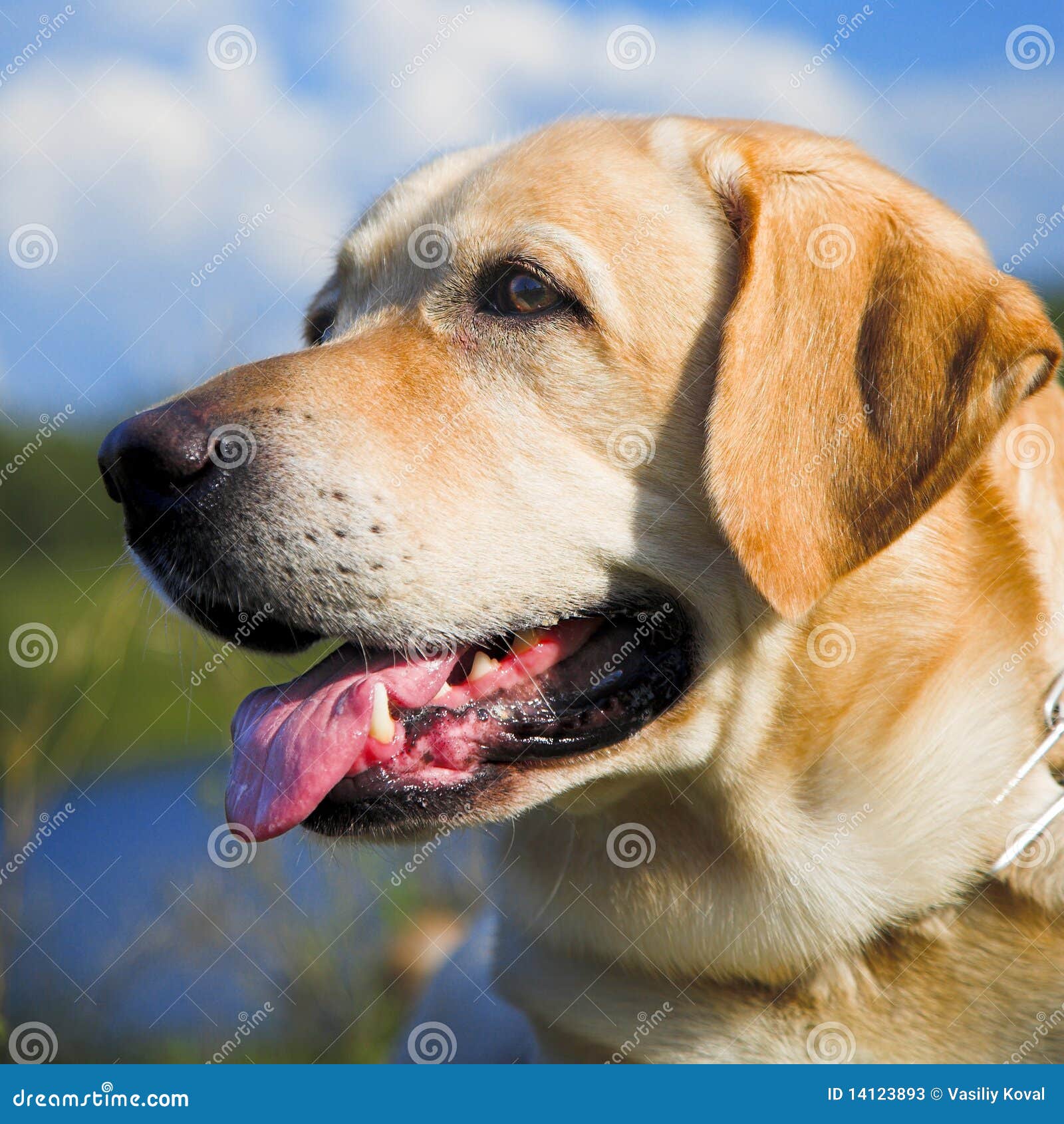 Labrador stock image. Image of defender, look, pale, green - 14123893