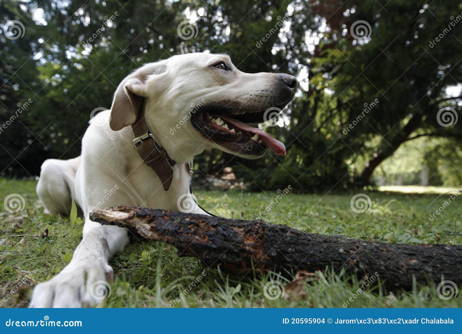 Labrador stock photo. Image of happiness, happy, play - 20595904