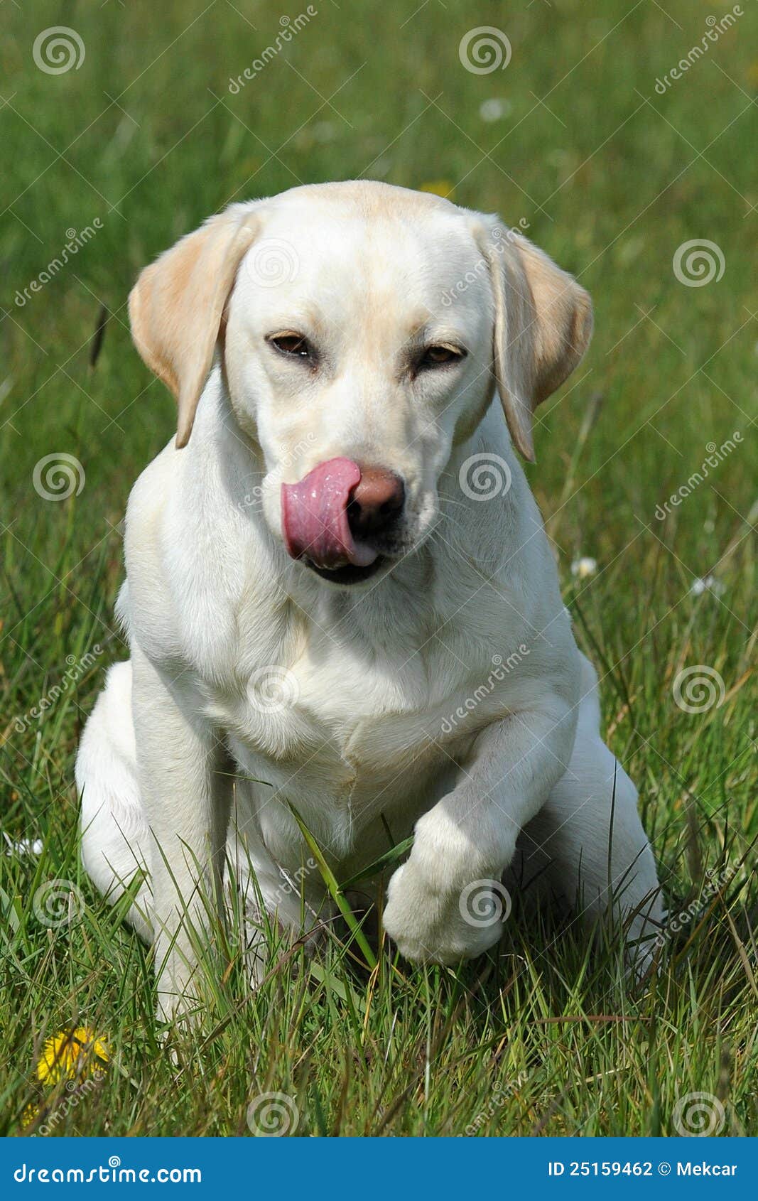 Labrador stock foto. Image of hond, bruin, zoogdier, slap - 25159462