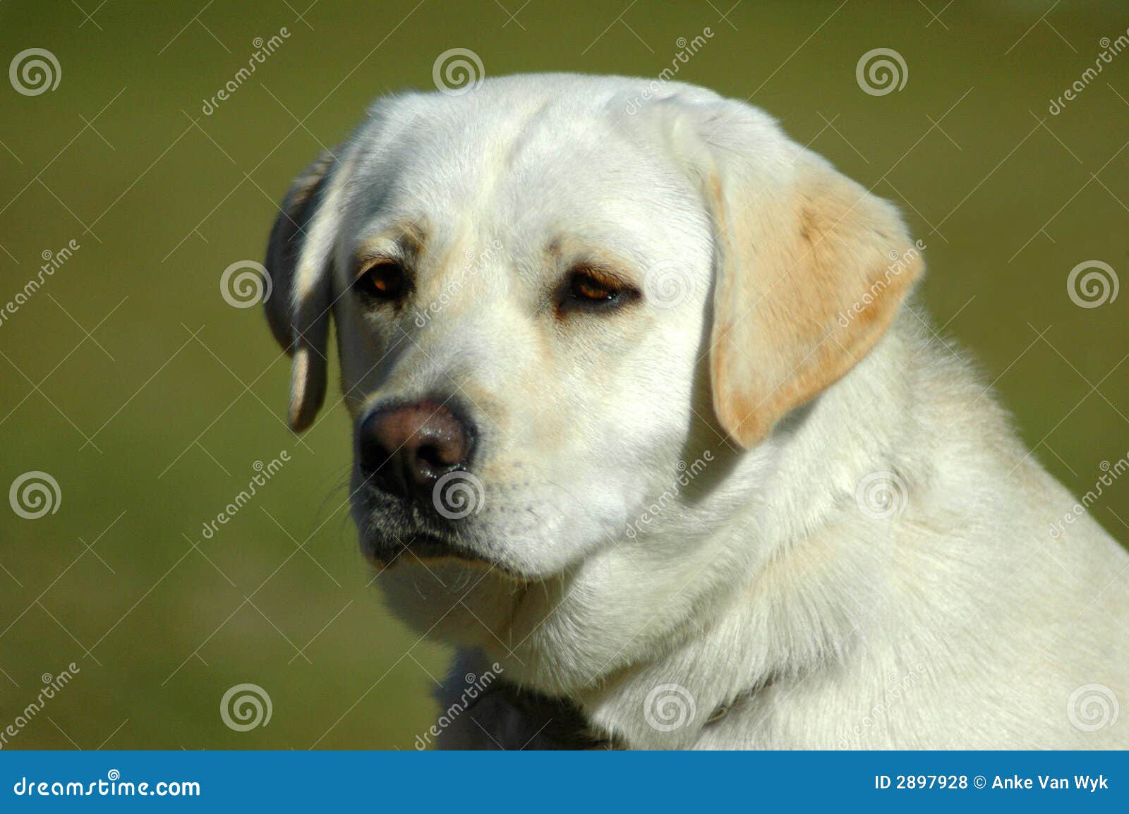 Labrador foto de stock. Imagem de retratos, recuperador - 2897928