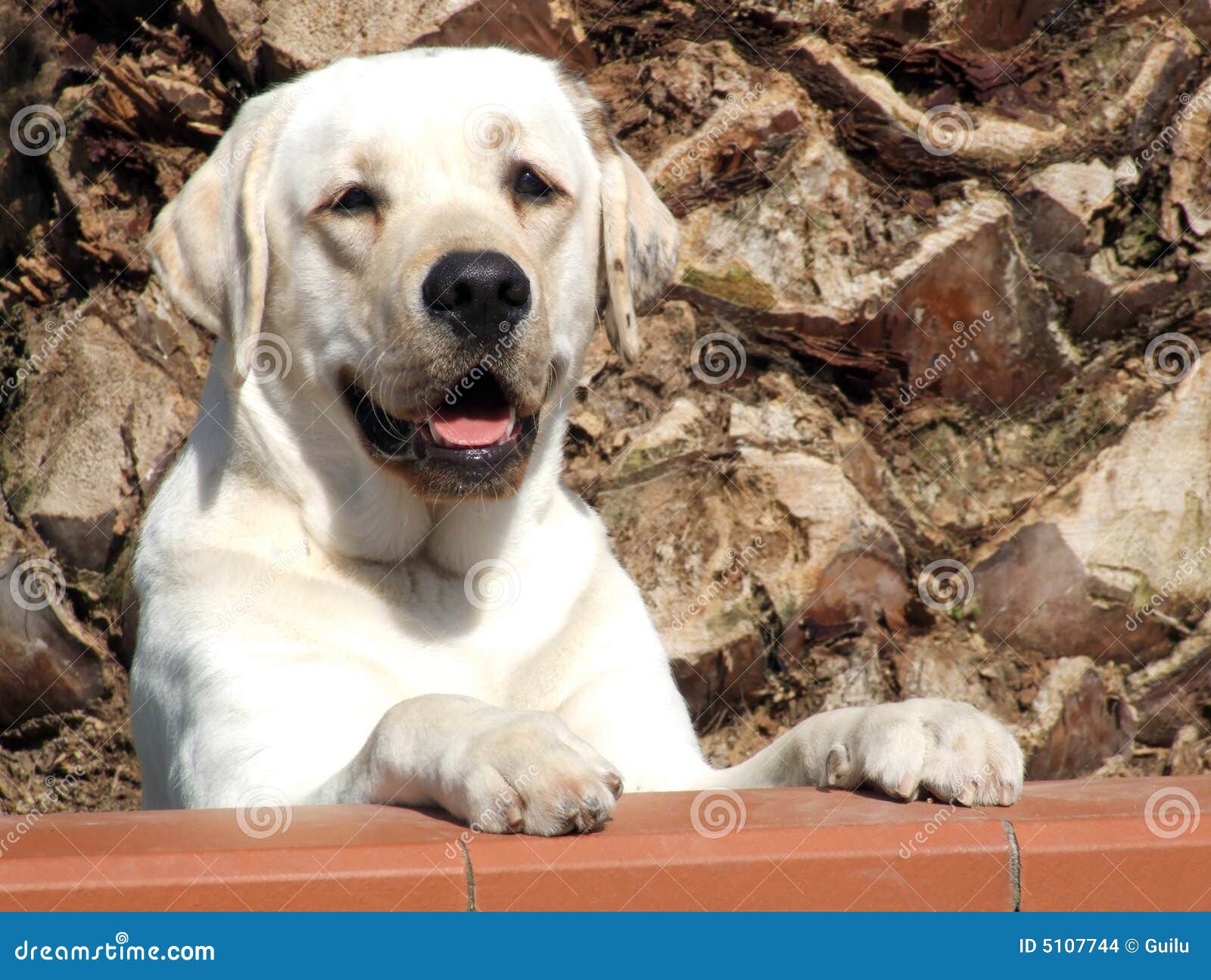 Labrador stock photo. Image of watch, mammal, tail, smell - 5107744