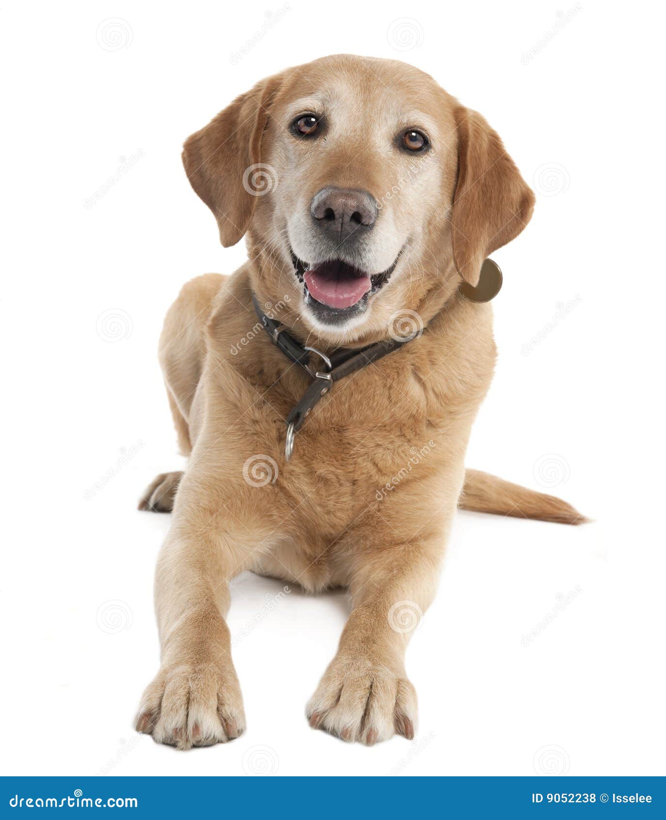 Labrador (7 Jahre alt) stockfoto. Bild von einfassungen - 9052238