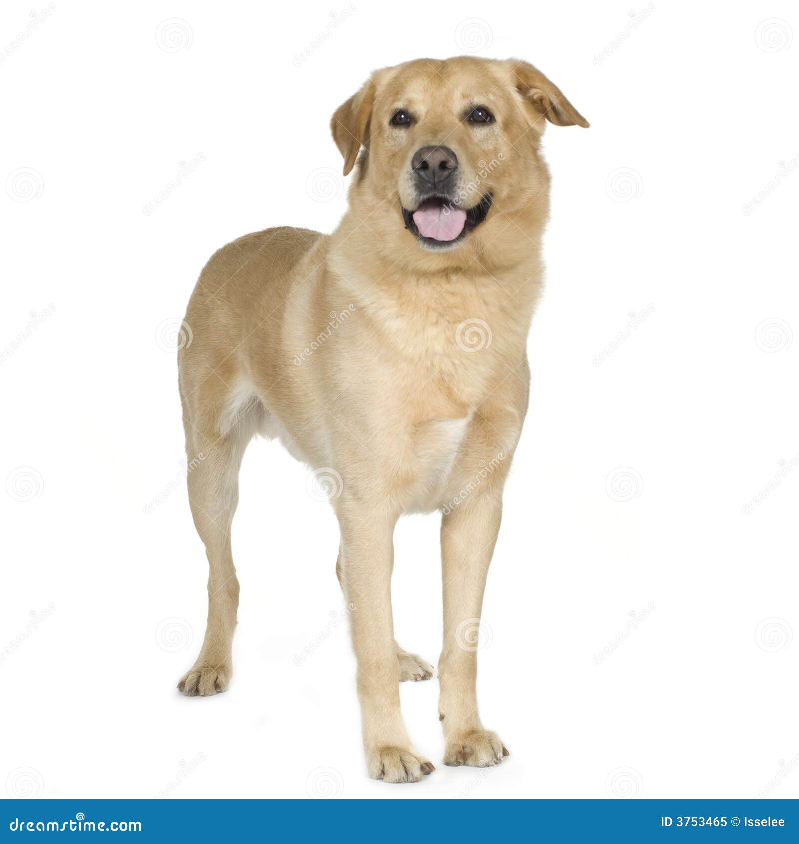 Labrador (7 years) stock image. Image of purebred, alert - 3753465