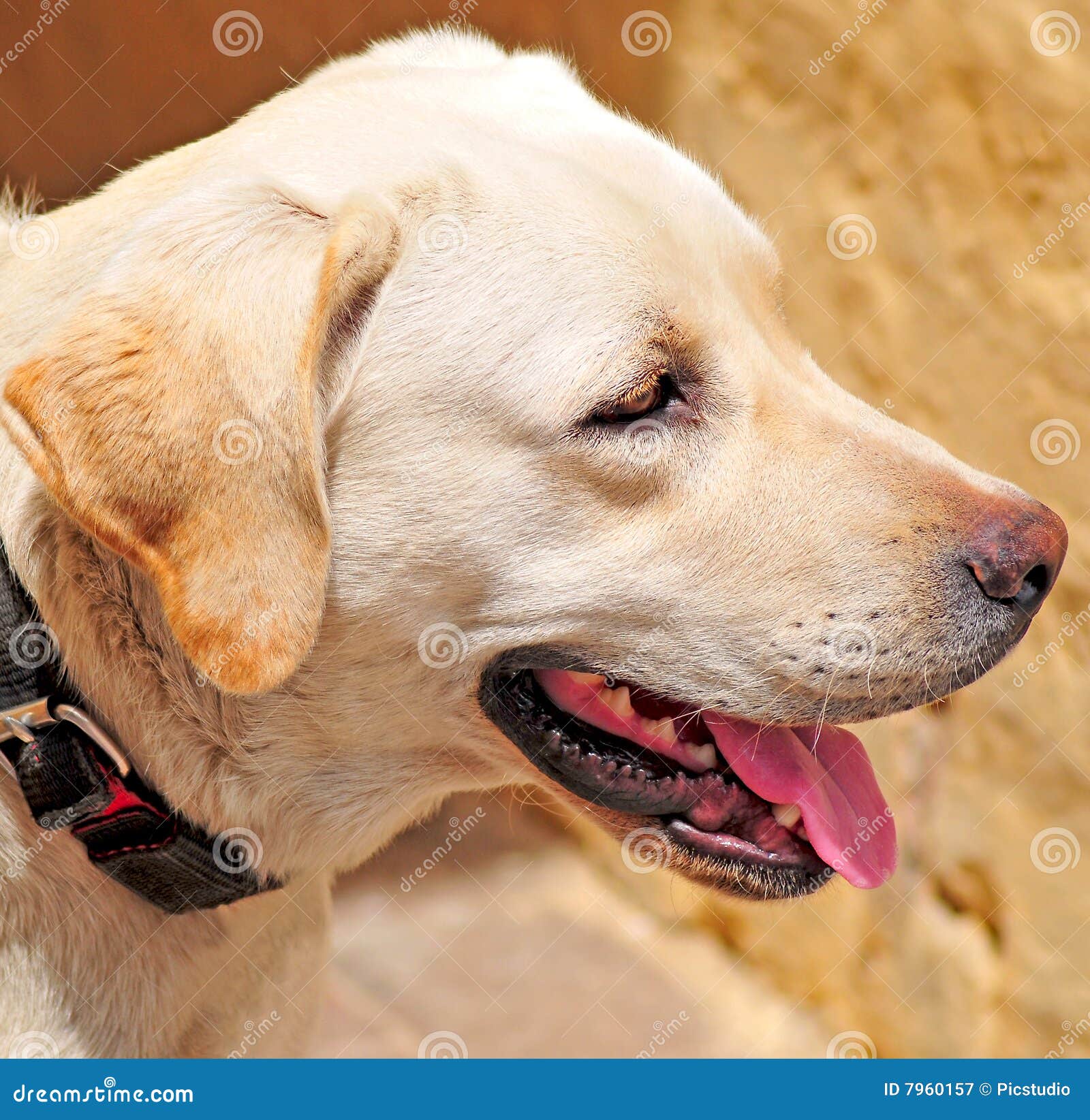 Labrador stock image. Image of open, leash, mouth, labrador - 7960157