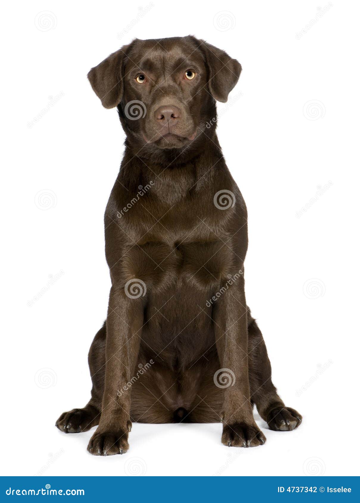 Labrador (8 meses) foto de stock. Imagem de canino, labrador - 4737342