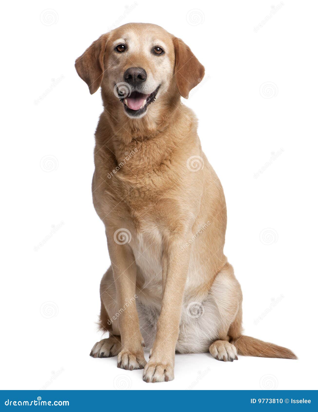 Labrador stock photo. Image of looking, studio, isolated - 9773810