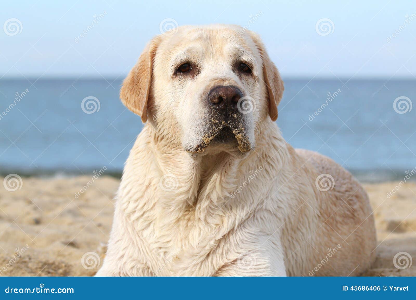 Labrador Al Ritratto Del Mare Fotografia Stock - Immagine di bello ...