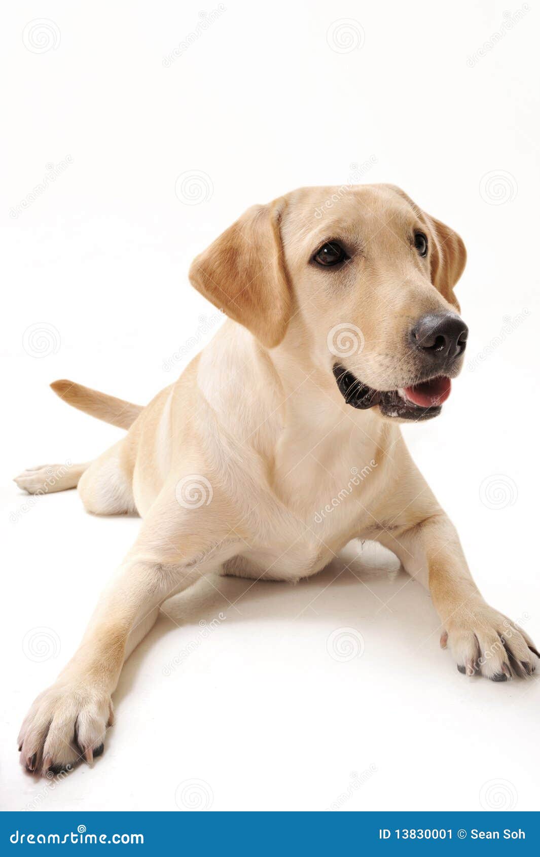 Labrador amarillo imagen de archivo. Imagen de abierto - 13830001