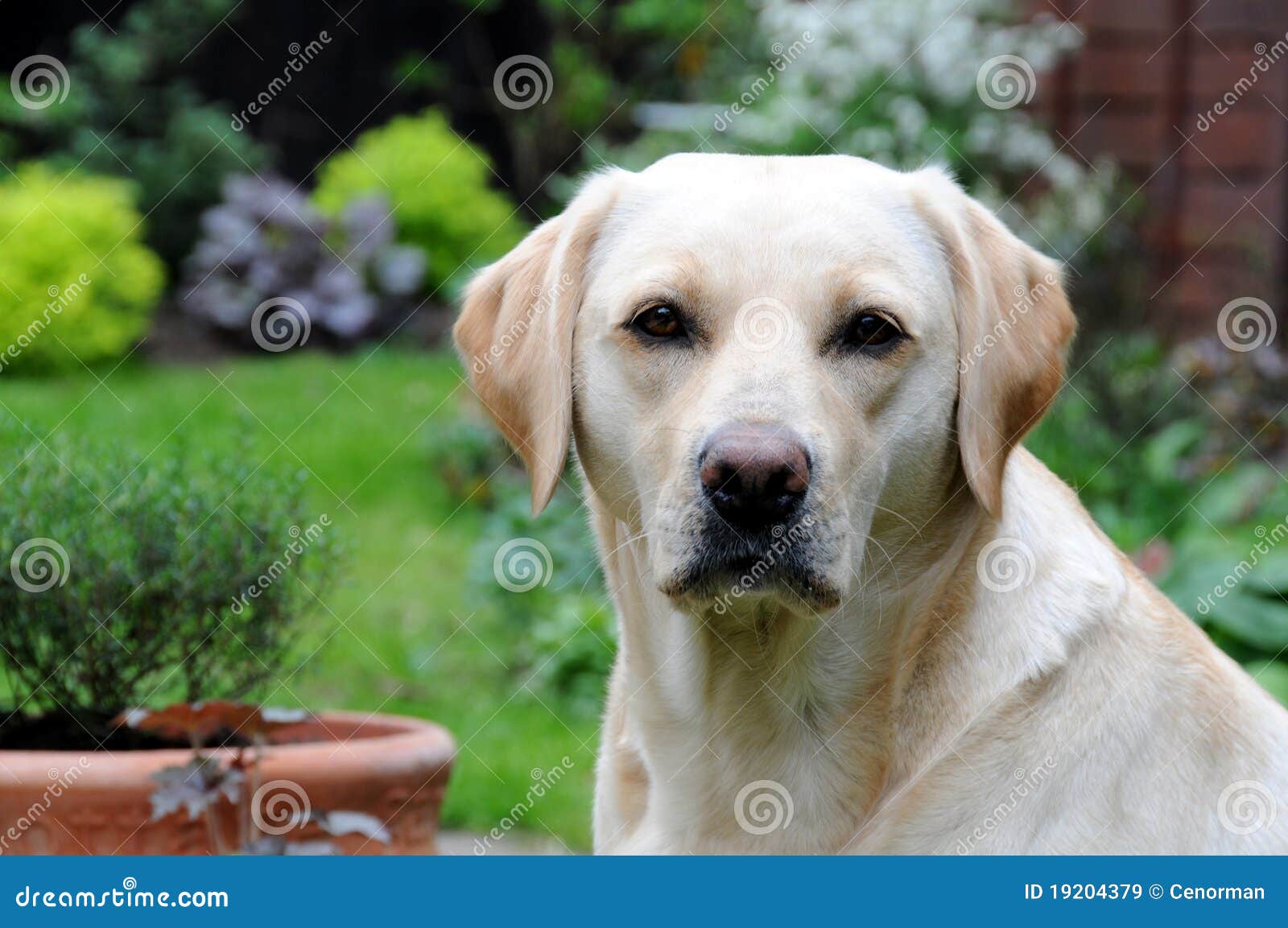 Labrador amarillo imagen de archivo. Imagen de exterior - 19204379