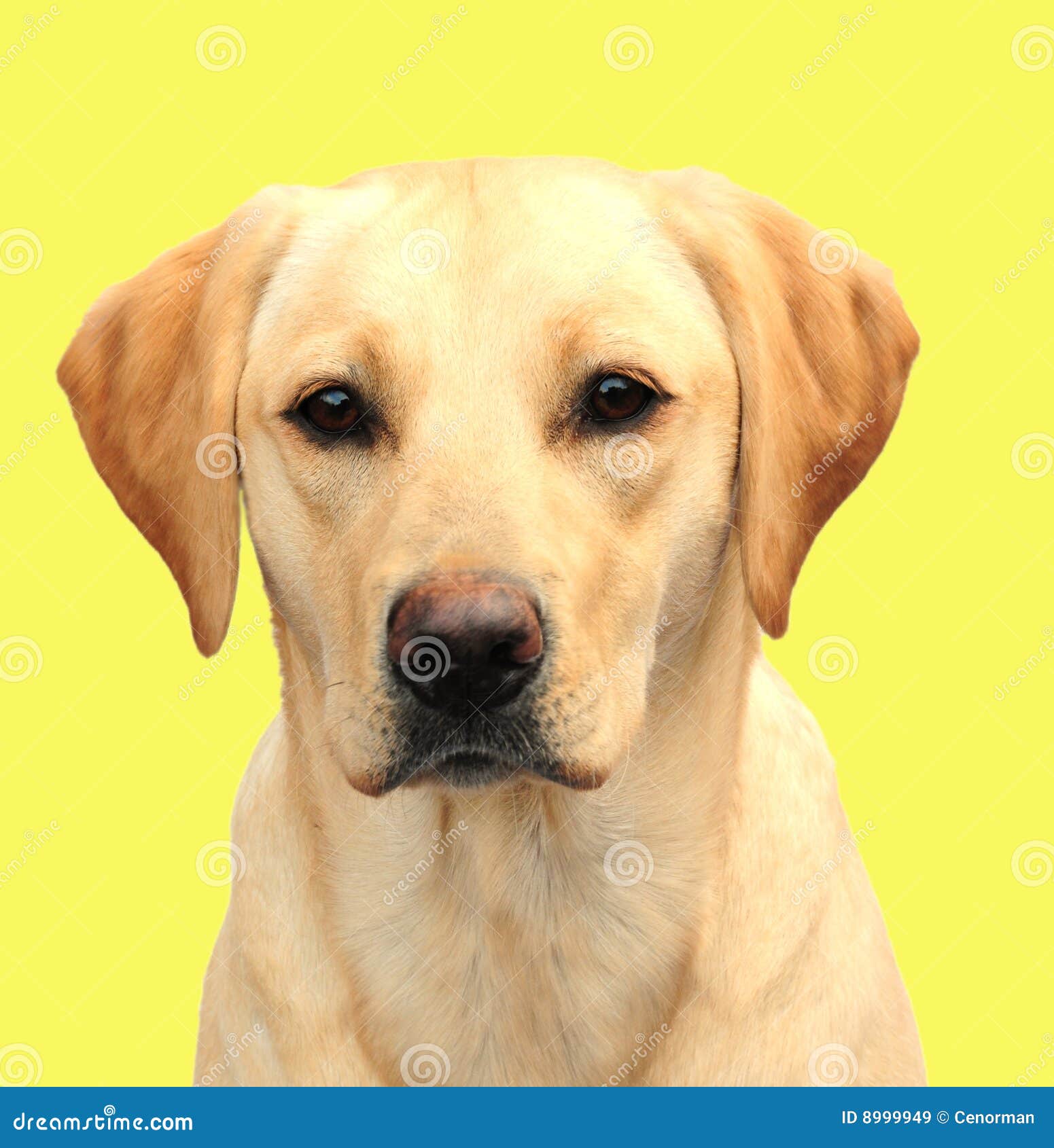 Labrador amarillo imagen de archivo. Imagen de mascota - 8999949