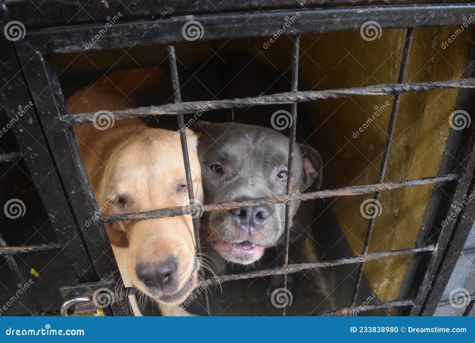 Labrador and a American Bully Stock Photo - Image of puppy, terrier ...