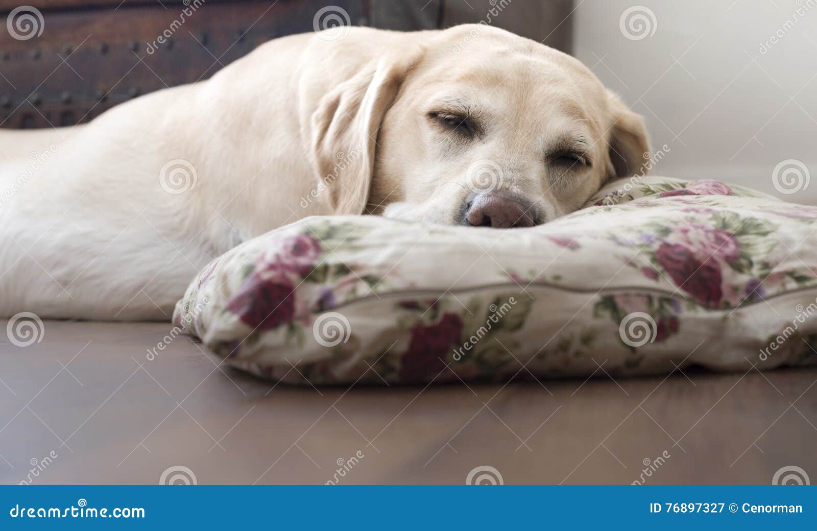 Labrador asleep stock image. Image of calm, pedigree - 76897327