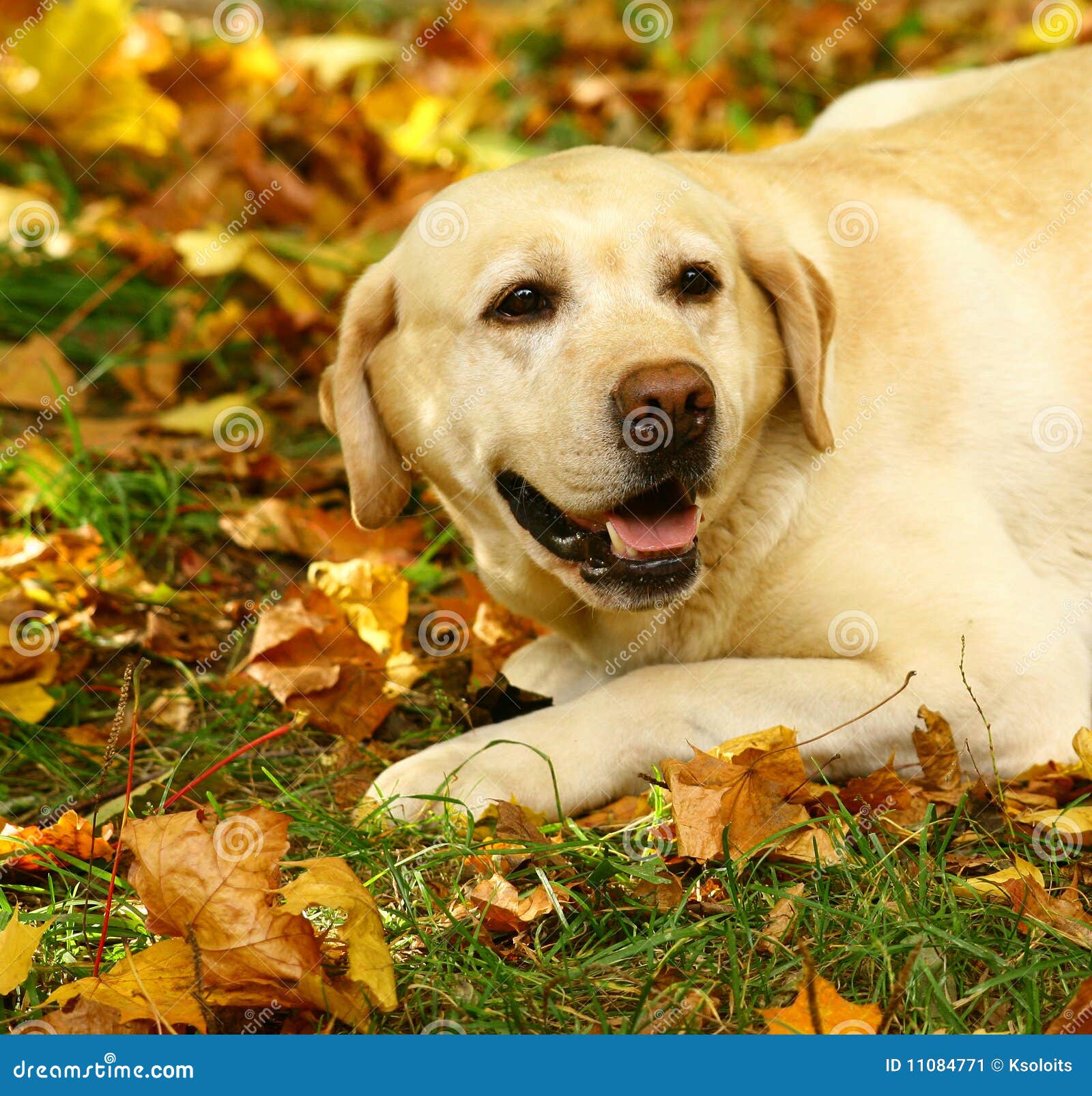 Labrador in autumn leaves. stock image. Image of autumn - 11084771