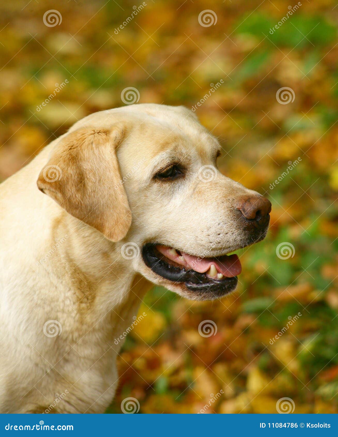 Labrador in autumn leaves. stock photo. Image of focus - 11084786