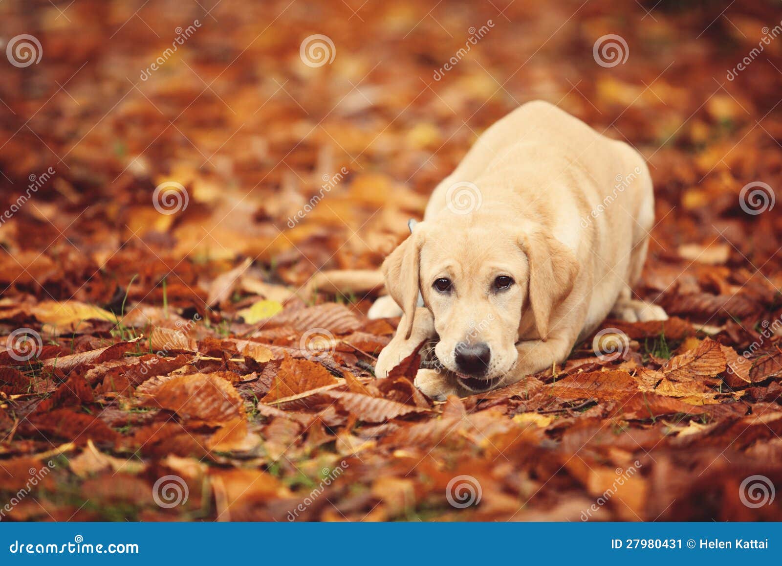Labrador in autumn leaves stock image. Image of hound - 27980431