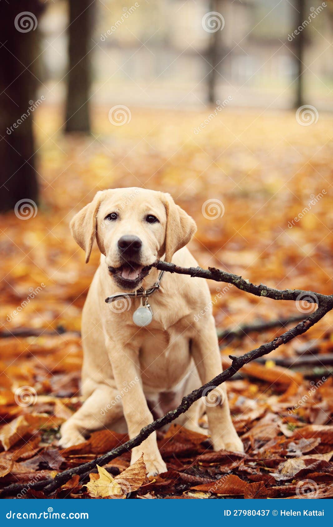 Labrador in autumn leaves stock image. Image of lawn - 27980437