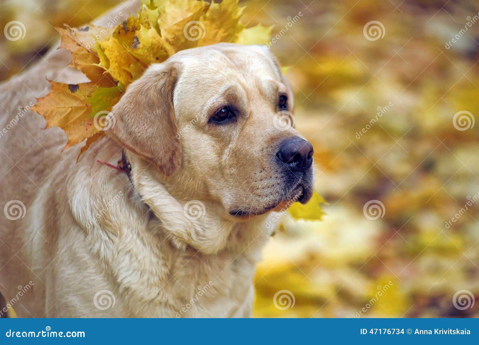 Labrador in autumn leaves stock photo. Image of forest - 47176734