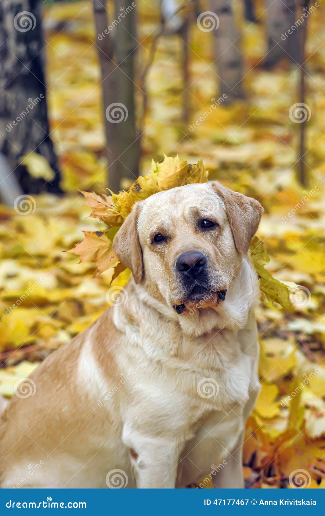 Labrador in autumn leaves stock image. Image of hound - 47177467