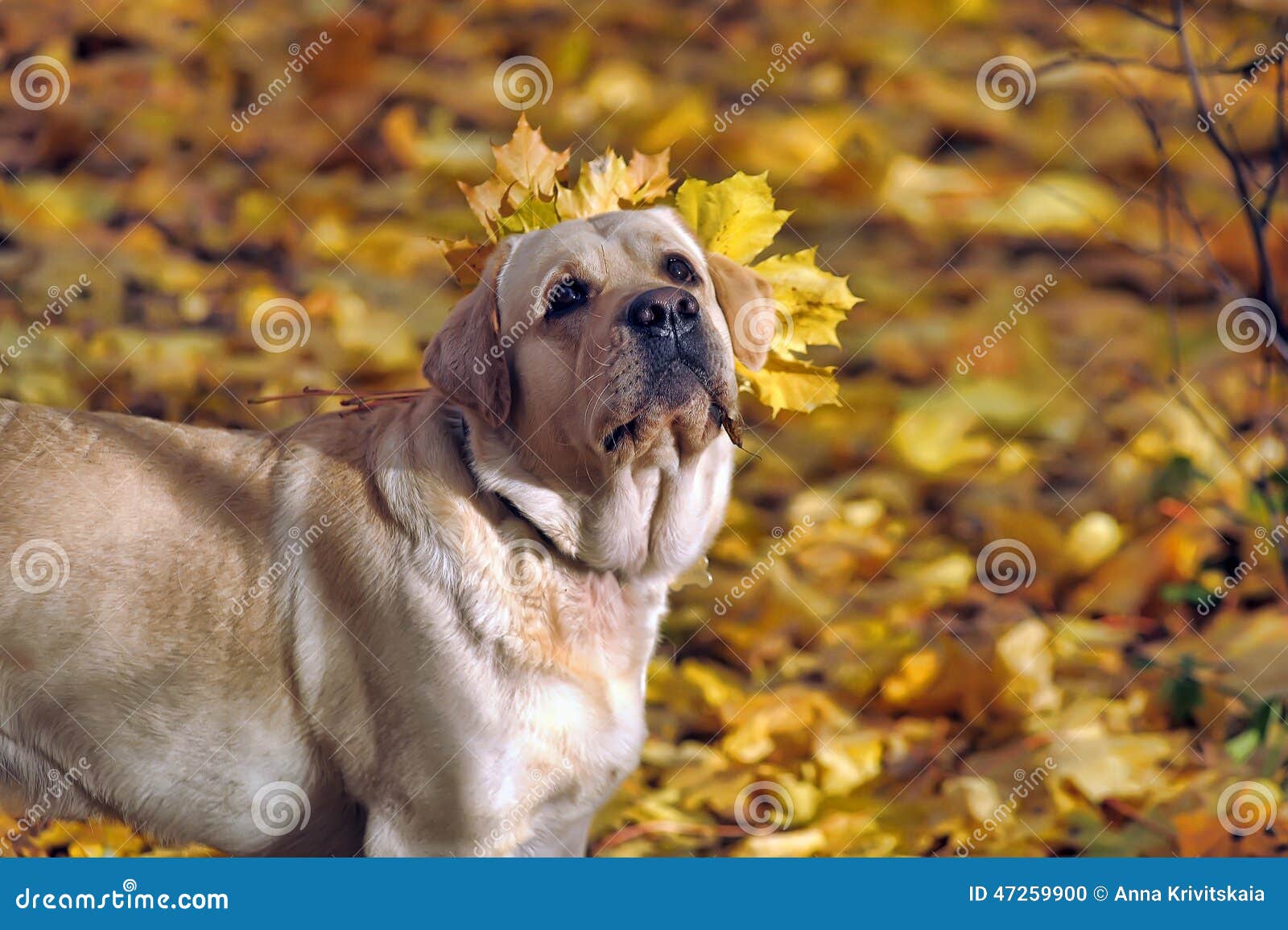 Labrador in autumn leaves stock photo. Image of beauty - 47259900