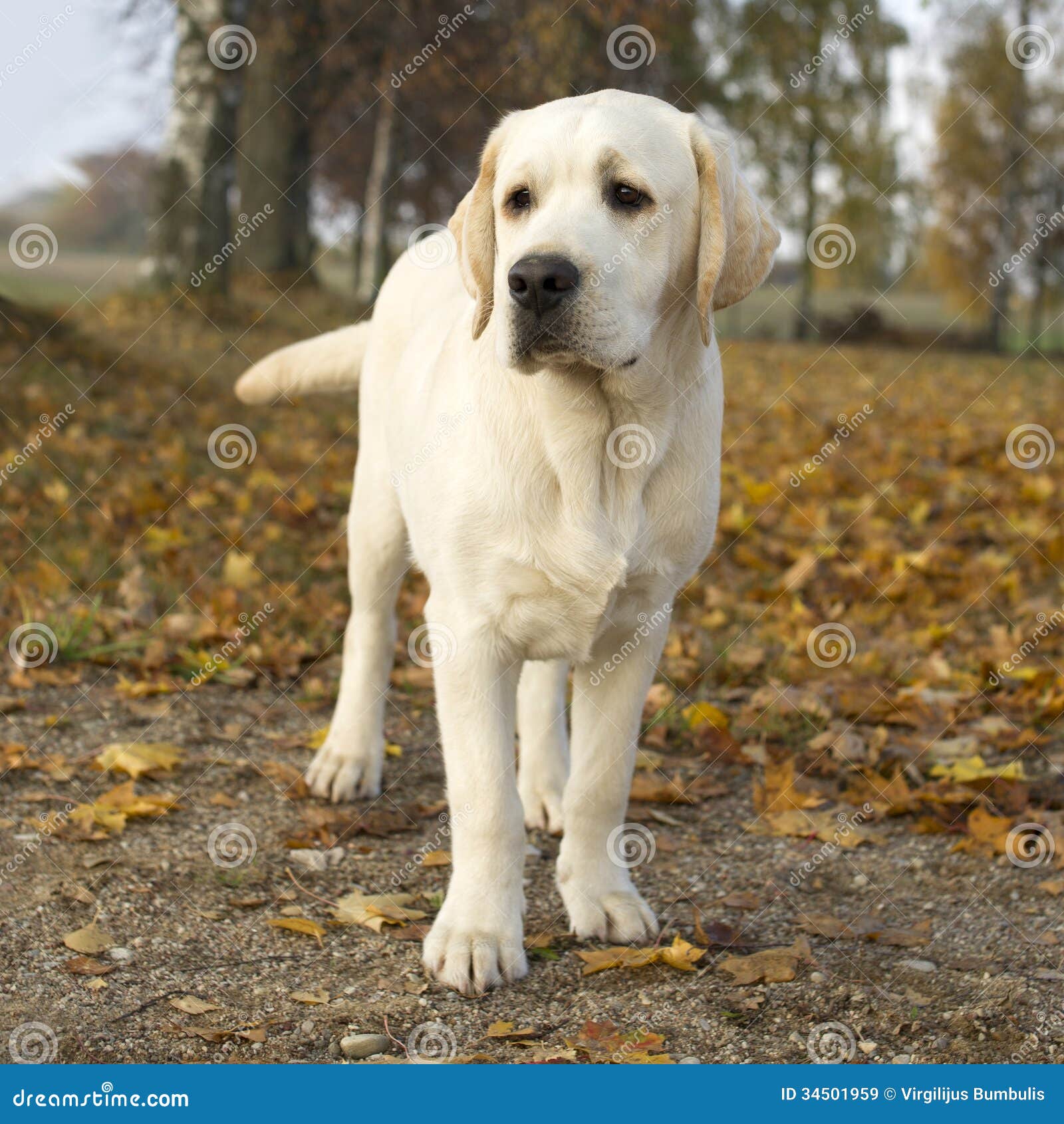 Labrador Autumn park stock image. Image of puppy, grass - 34501959